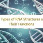 16 Types of RNA Structures and Their Functions – Tinzyme