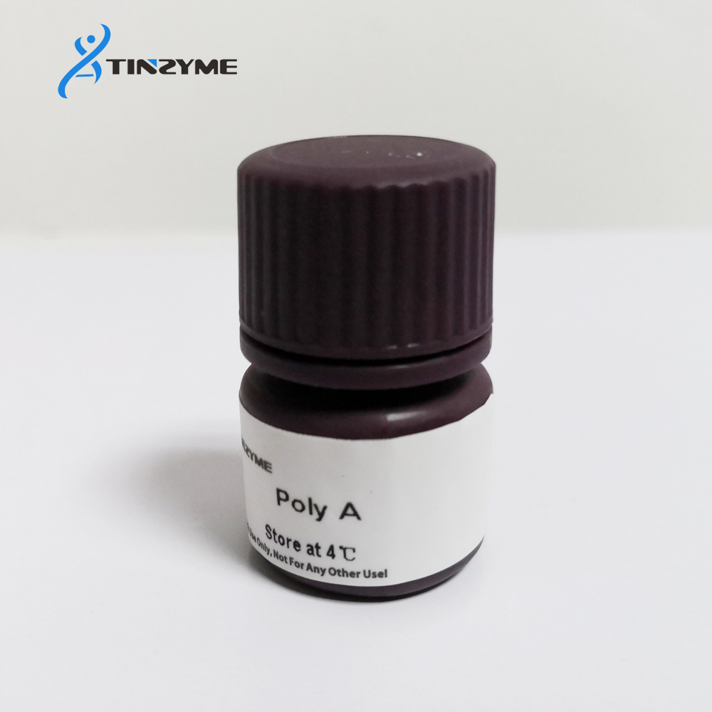 Nucleic Acid Isolation – Tinzyme Ltd