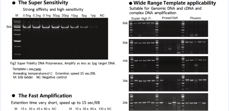 Super High Fidelity DNA Polymerase – Tinzyme