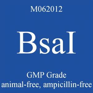 BsaI – Tinzyme Ltd