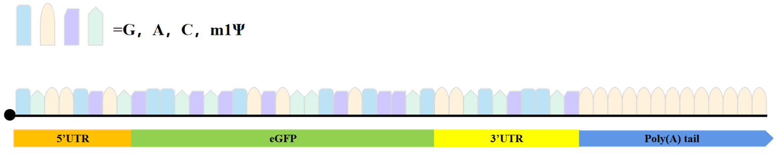 eGFP mRNA (N1-Me-Pseudo UTP) – Tinzyme