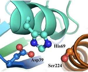 Doggybone DNA (dbDNA) – Tinzyme