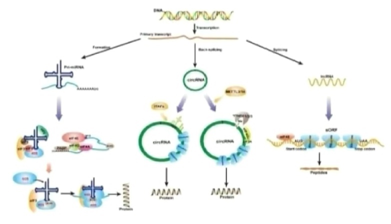 16 Types of RNA Structures and Their Functions – Tinzyme
