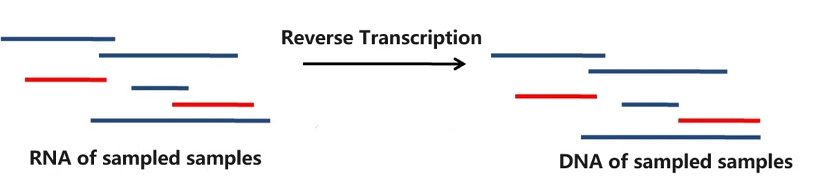 The difference between DNA virus and RNA virus – Tinzyme