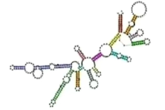 16 Types of RNA Structures and Their Functions – Tinzyme
