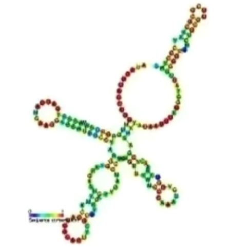 16 Types of RNA Structures and Their Functions – Tinzyme