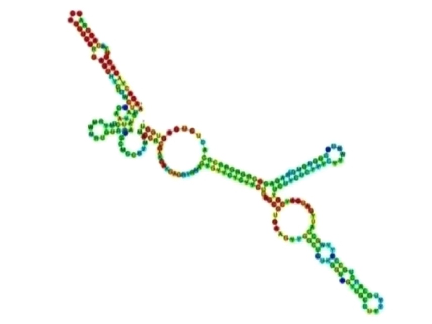 16 Types of RNA Structures and Their Functions – Tinzyme