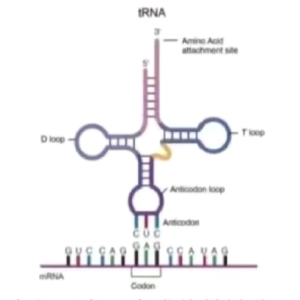 16 Types of RNA Structures and Their Functions – Tinzyme