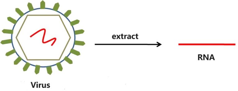 The difference between DNA virus and RNA virus – Tinzyme