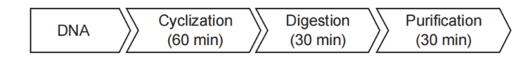 Circularization Kit For MGI – Tinzyme