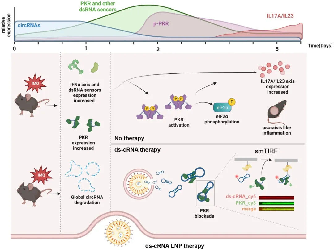 Nature Biotechnology. Chen Lingling’s team achieved Therapeutic application of circular RNA ...