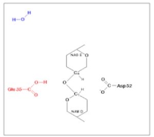 Lysozyme – Tinzyme